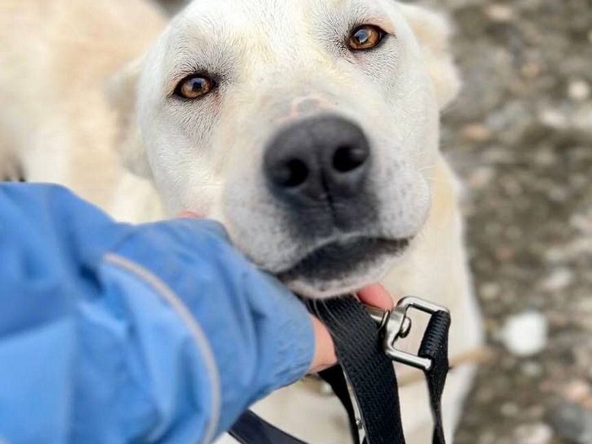 Собака в дар