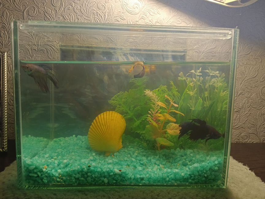 Аквариум для рыбок 5литров