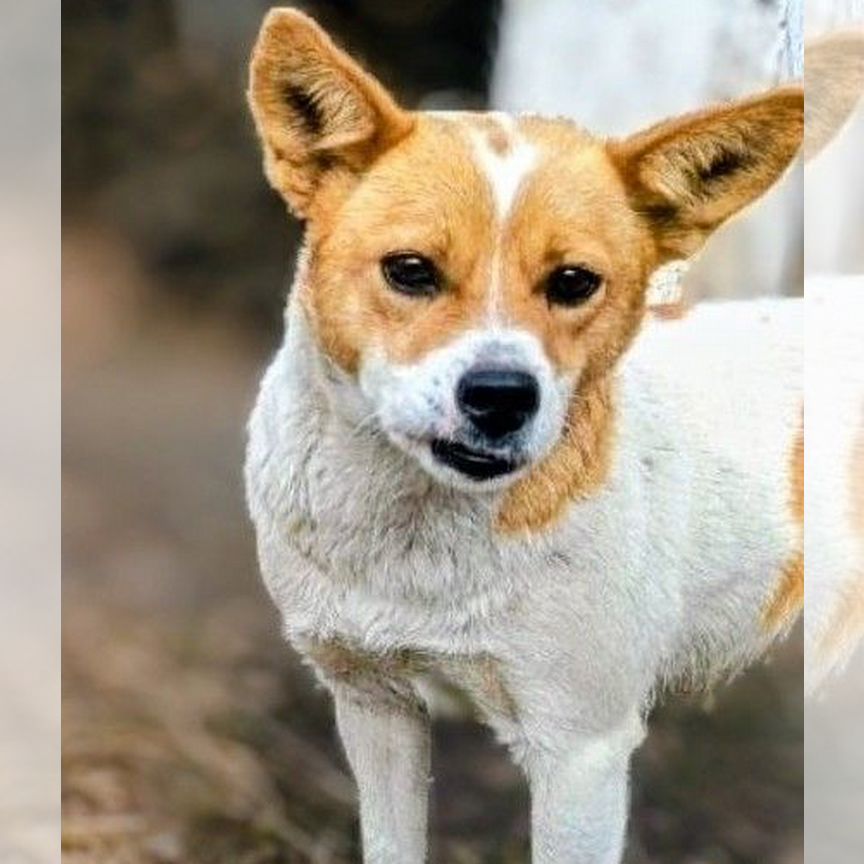 Взрослая собака в добрые руки