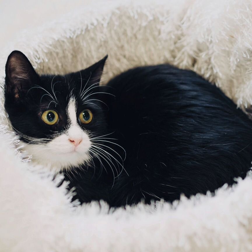 Красивый котенок Совунья