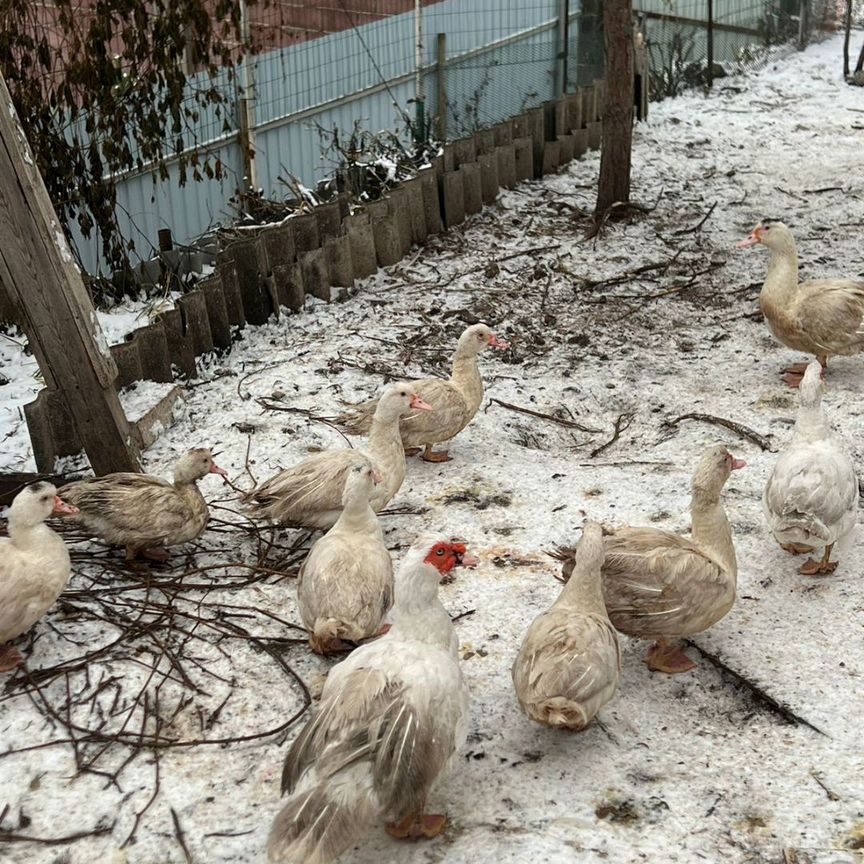 Продам индоуток белой породы