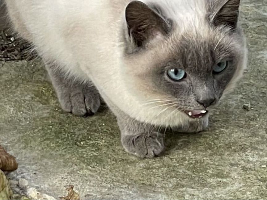 Кошки бесплатно