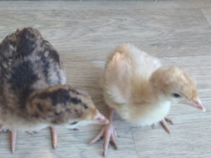 Индюшата бронза и белая широкогрудый