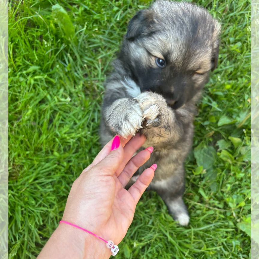 Отдам в добрые руки шенка