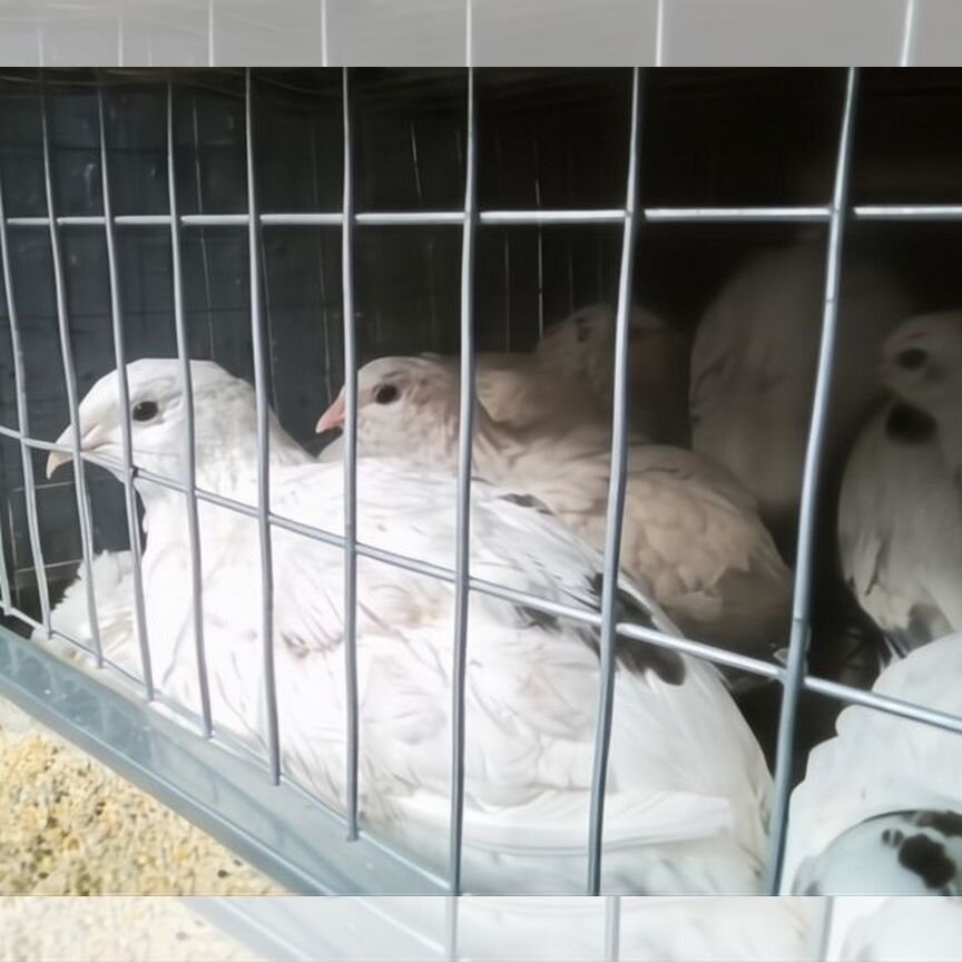 Перепела несушки, петушки молодые