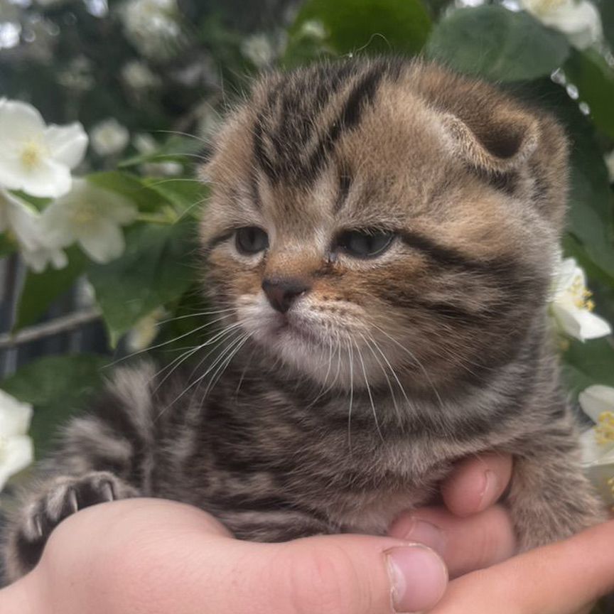 Шотландские золотые котята