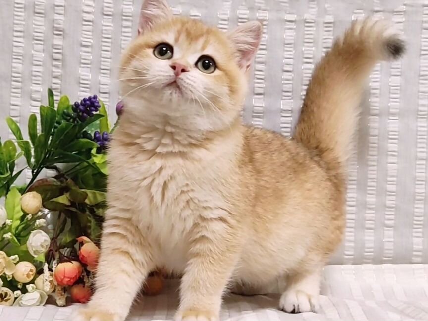 Британская красотуля - девочка 3 мес