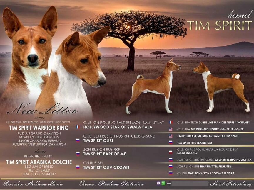 Щенки басенджи