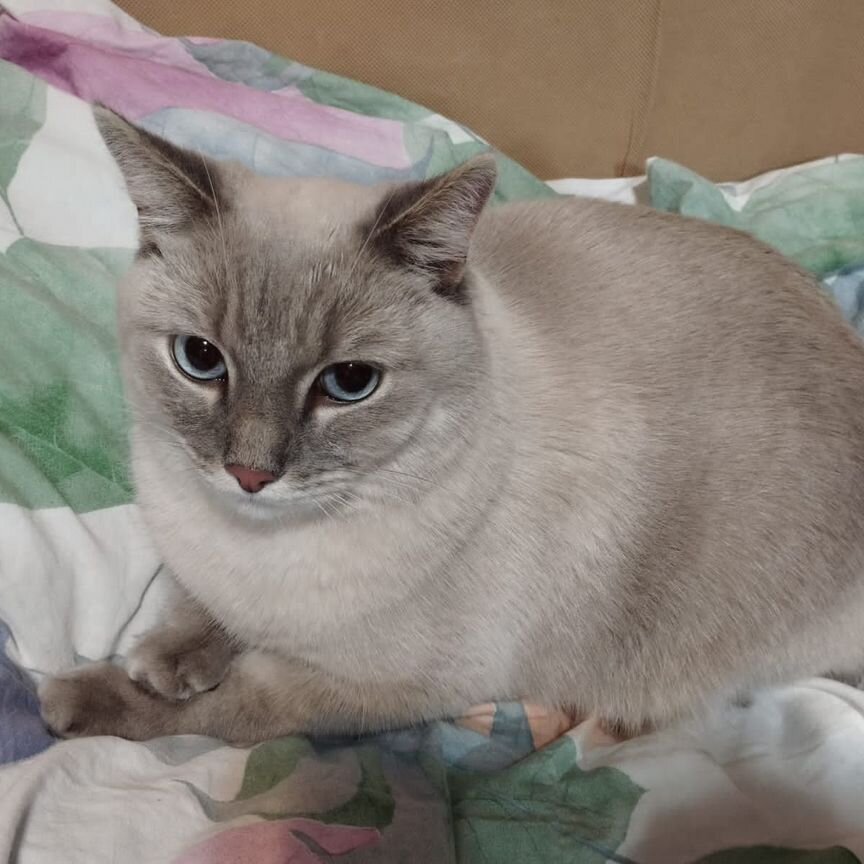 Ищу добрую семью для кота