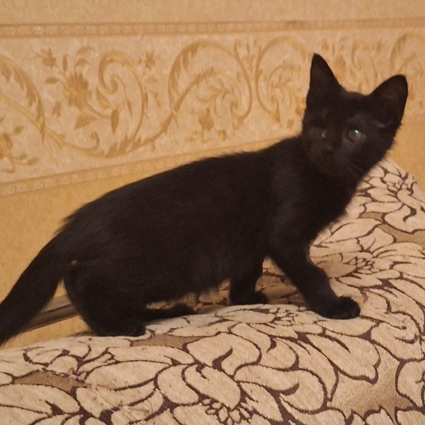 Чудесный котомалыш Мультик в самые добрые ручки