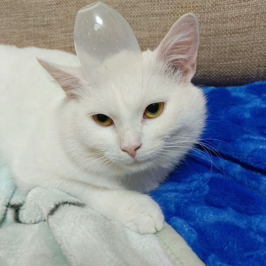 Отдам даром кота