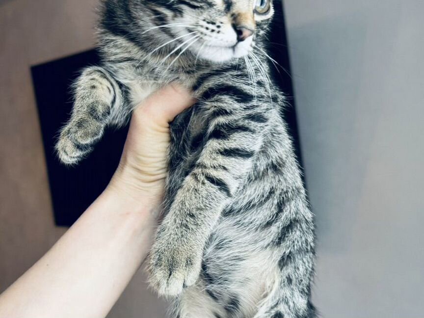 Котенок мальчик 3 месяца