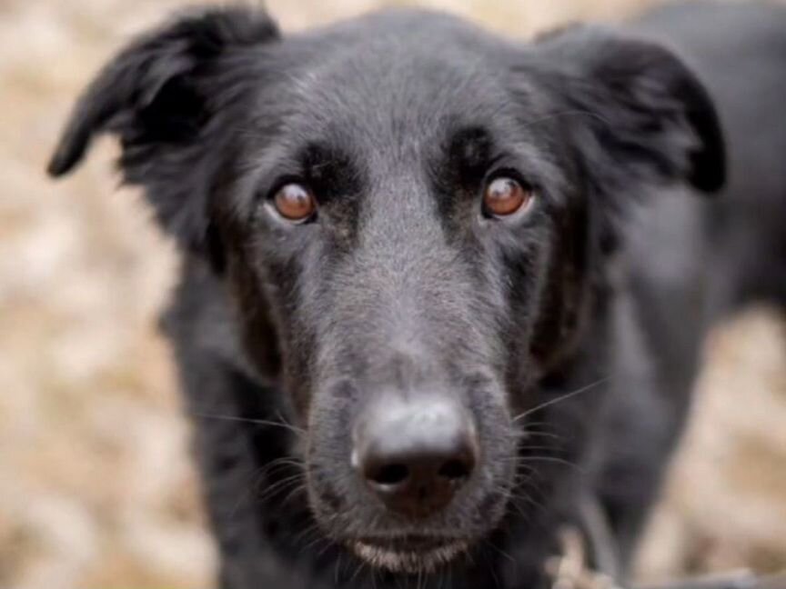 Его вернули в приют