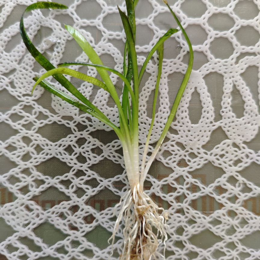 Трава для аквариума