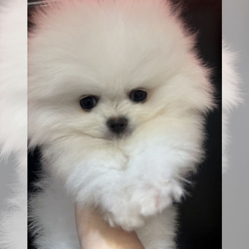 Померанский шпиц, щенок