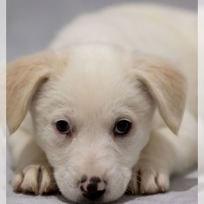 Щенок в добрые руки