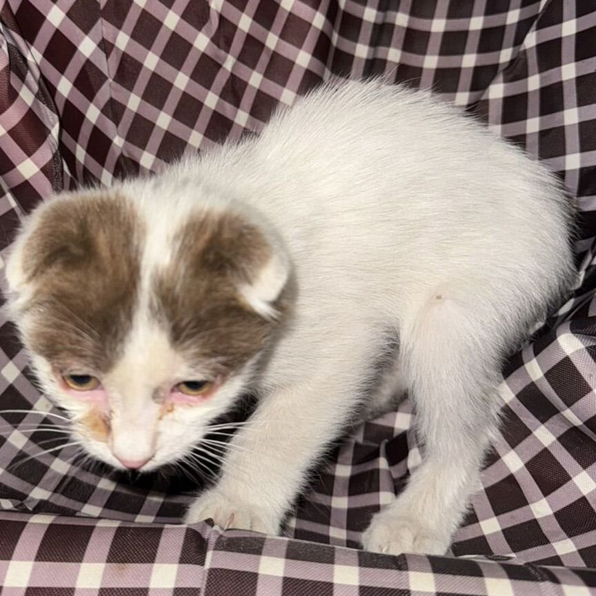 Отдам котенка бесплатно