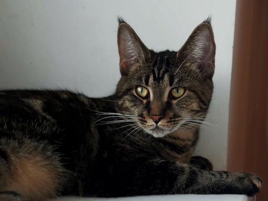 Кошечка ищет котика для встречи