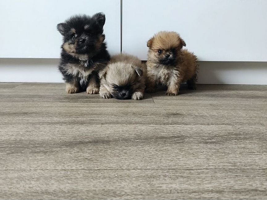 Щенки микс шпица