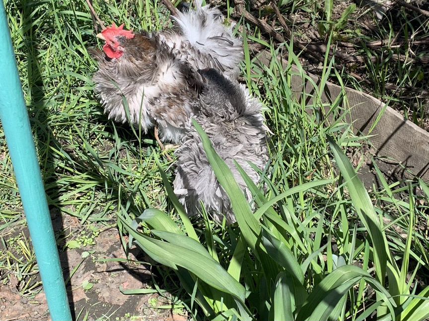 Куры карликовый кохинхин