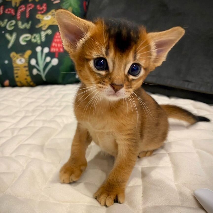 Абиссинский котёнок
