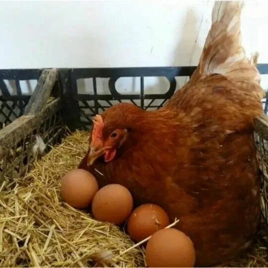Инкубационное яйцо кур Ломан Браун