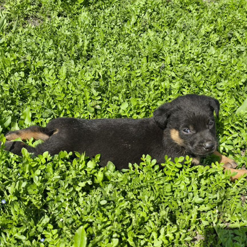 Отдам в добрые руки