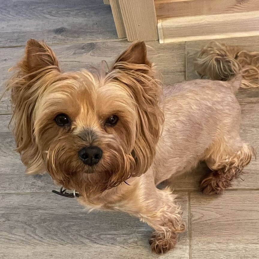 Отдам породистую собаку