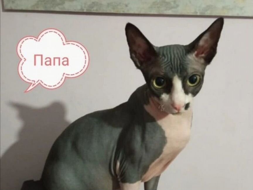 Канадский сфинкс девочки