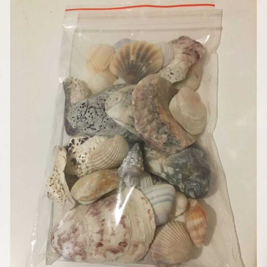 Ракушки Черного моря