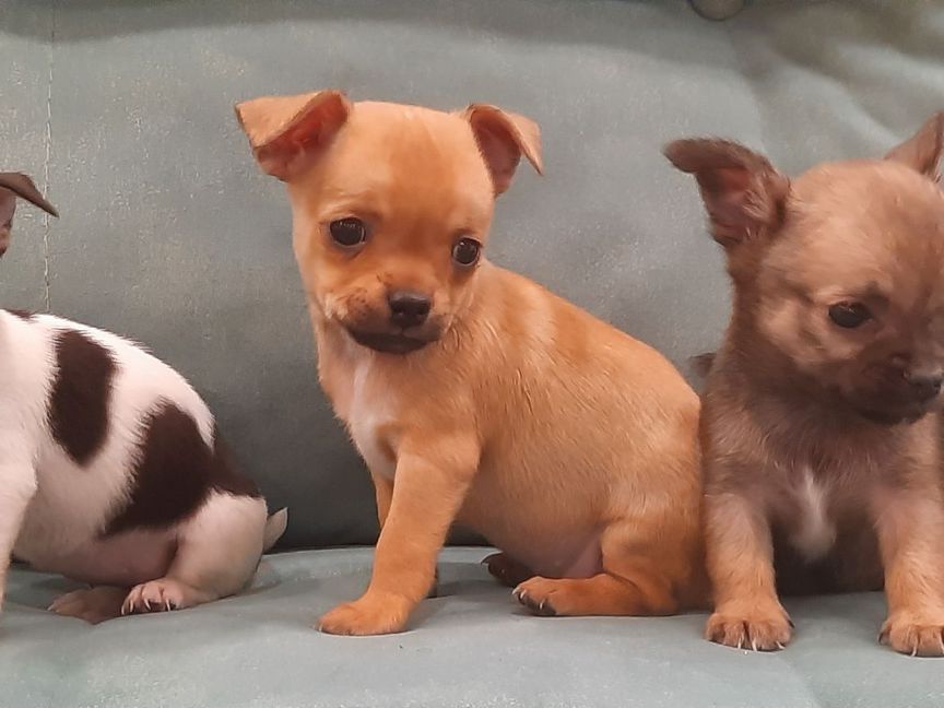 Чишки ребятишки