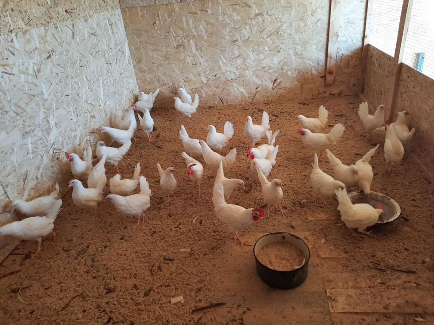 Петушки Леггорн стандарт