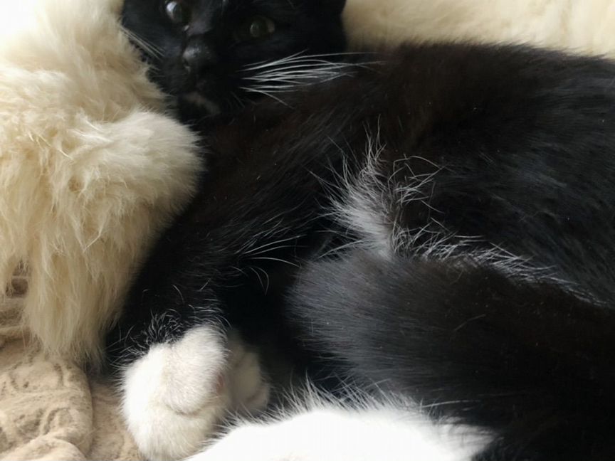 Черный котенок в добрые руки