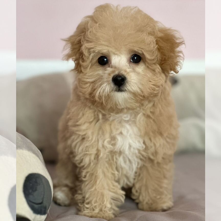 Maltipoo f1 mini