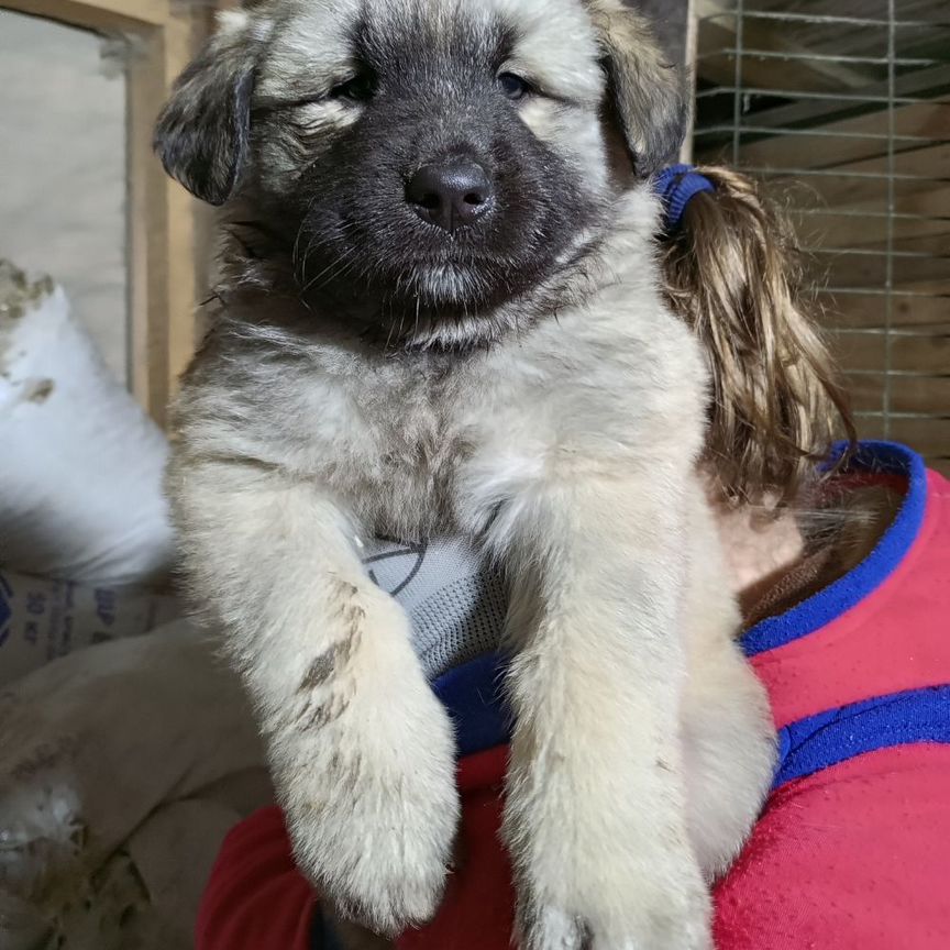 Щенок в добрые руки