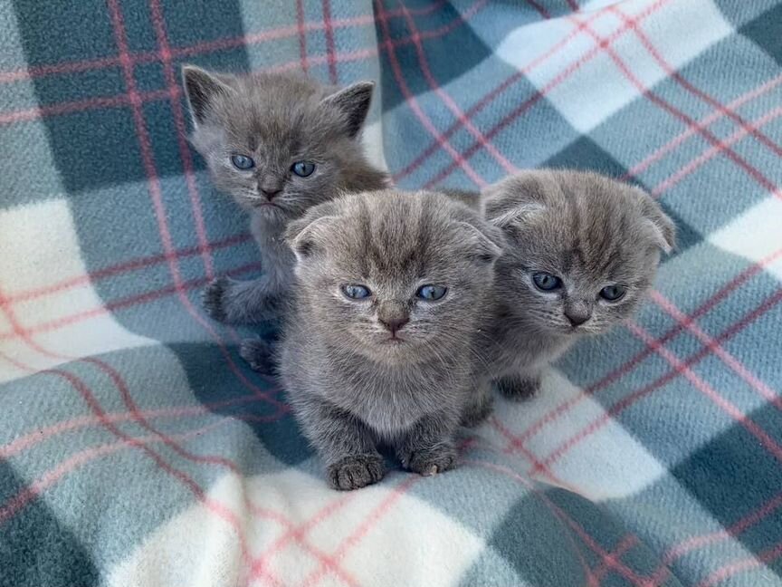 Британская кошка