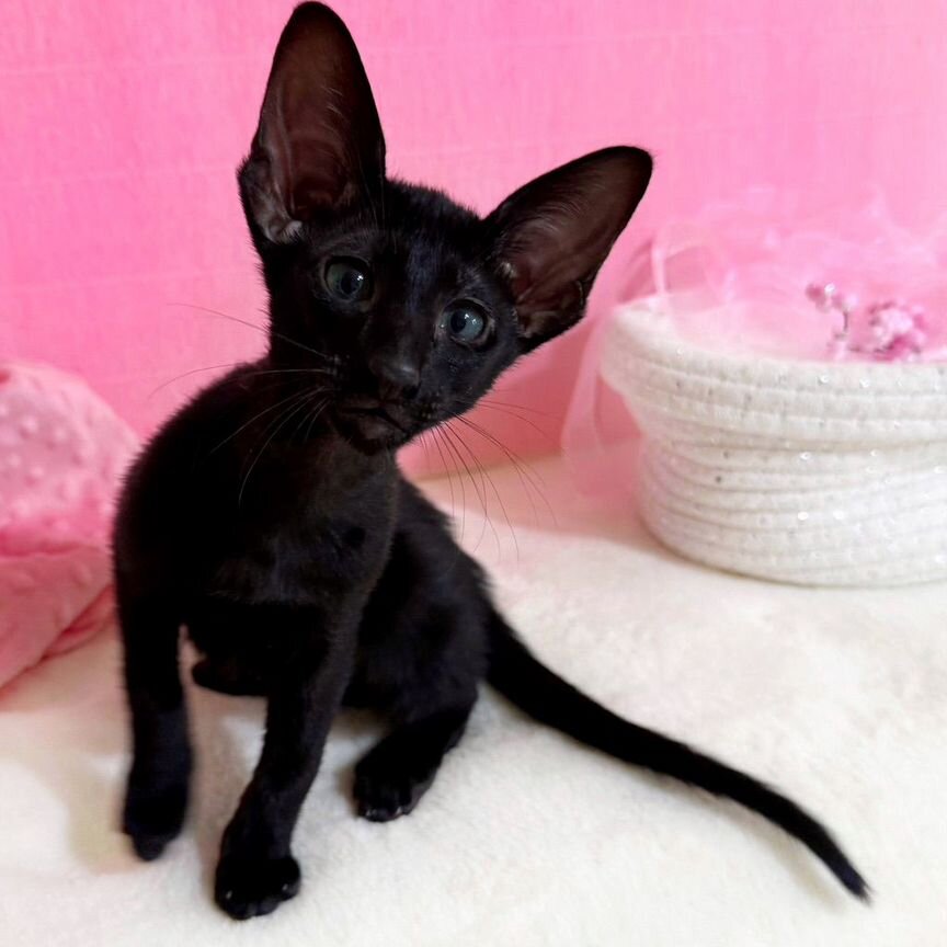 Ориентальный котёнок