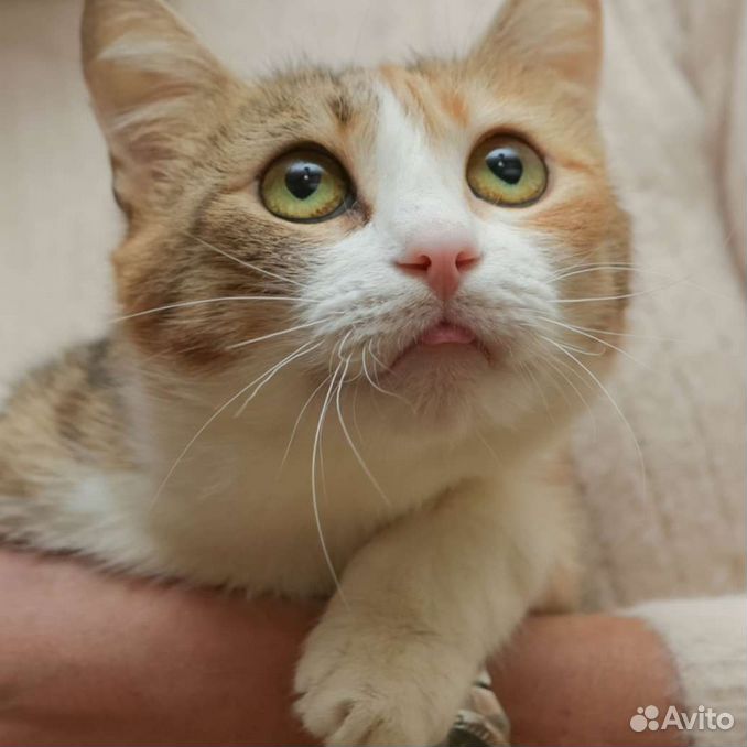 Кошечка Жозефина без хвостика
