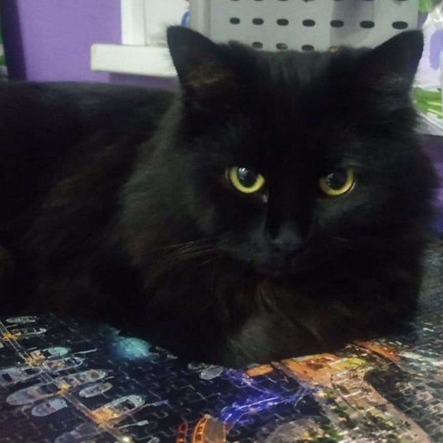 Взрослая, кошка в добрые руки