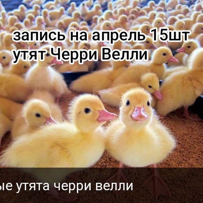 Утята суточные Черри Велли 15 штук