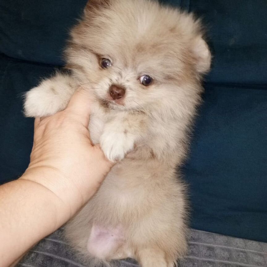 Шпиц микро бусинка