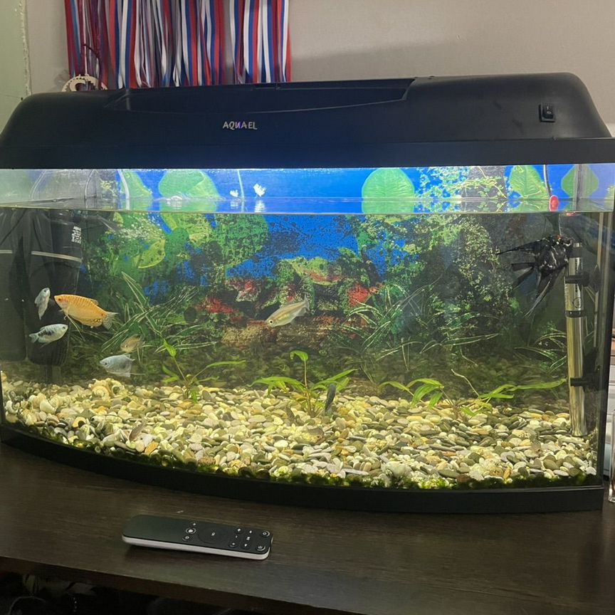Аквариум с рыбками