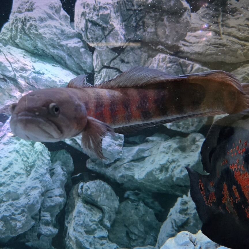 Змееголов красная луна