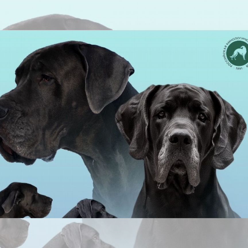 Немецкий дог, щенок