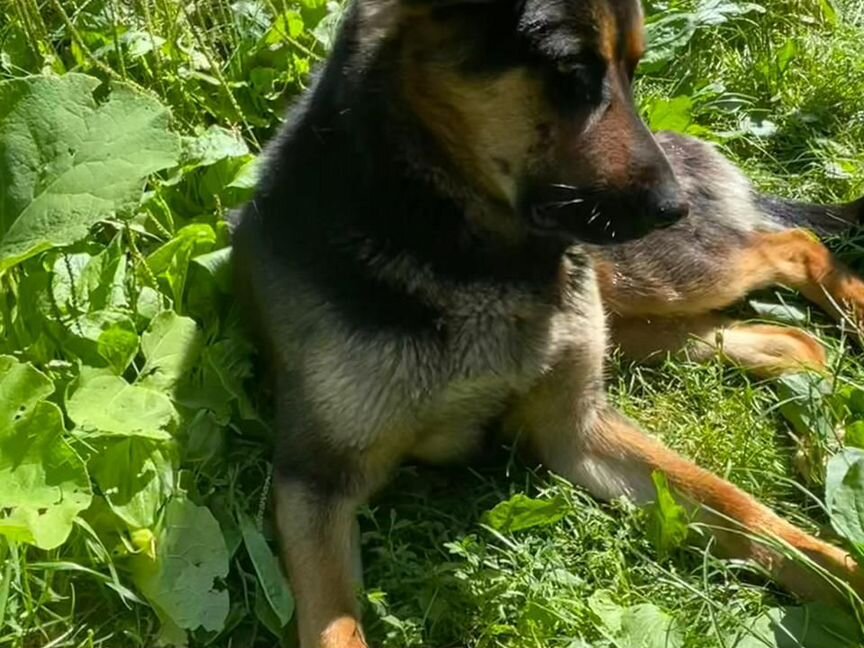 Собака кобель оказался не нужен ищет дом