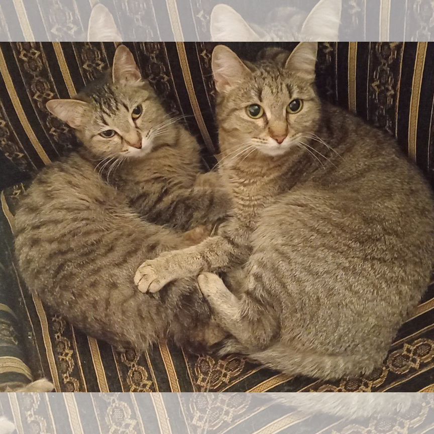 Взрослая, кошка в добрые руки