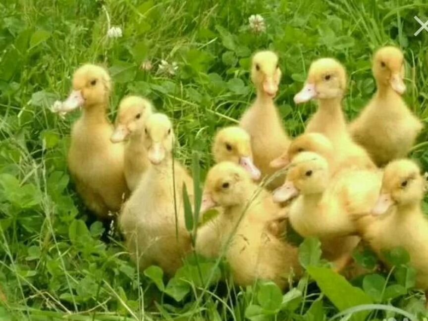 Утята суточные Черри Велли