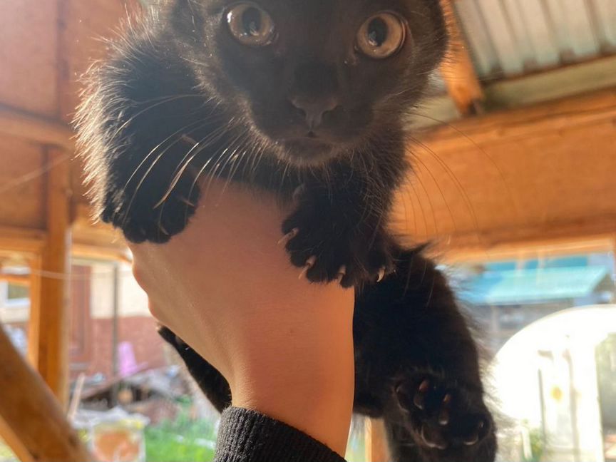 Котята
