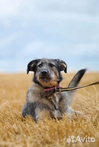 Добрая собака Веста