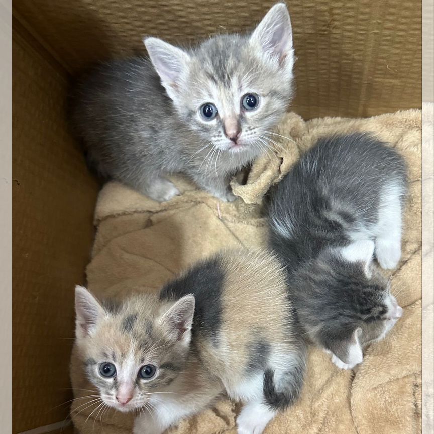 Котёнок в добрые руки